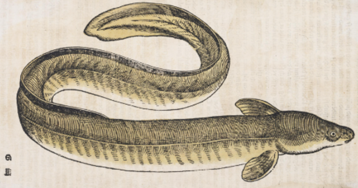 Ankerias | Helsingin kaupunki